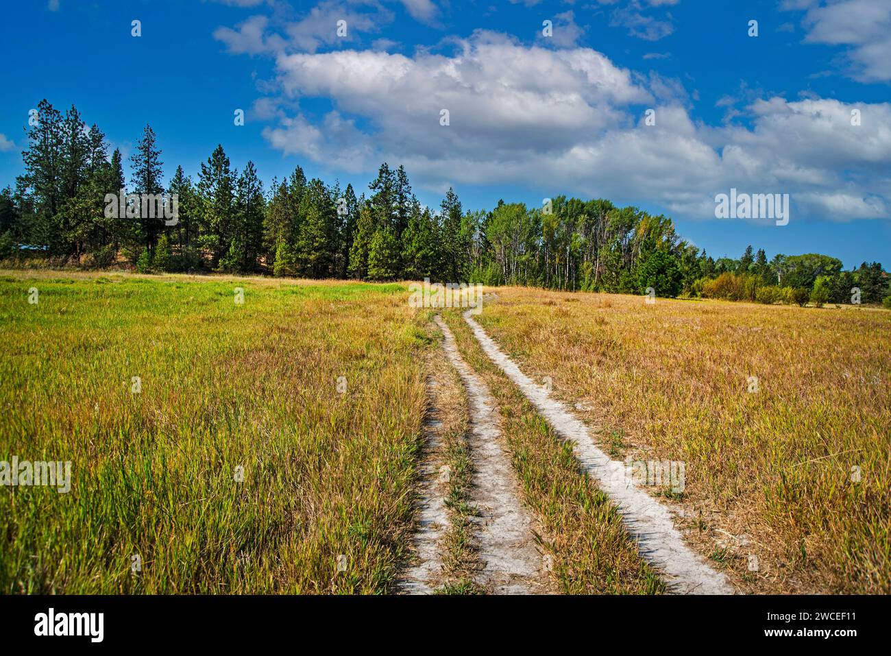 Elk birthing area hi-res stock photography and images - Alamy