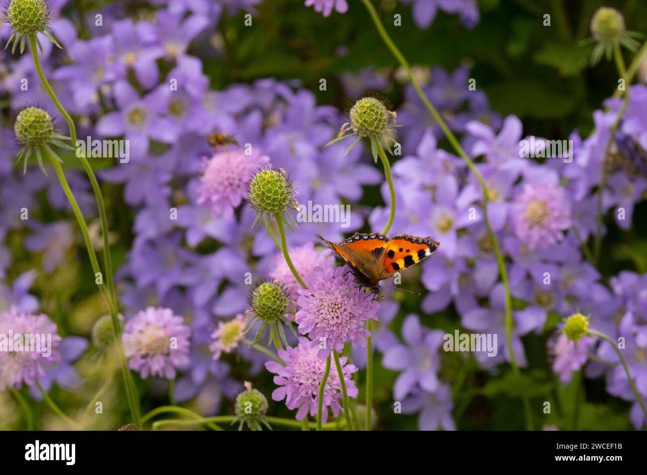 Tortoise shell butterfly hi-res stock photography and images - Alamy