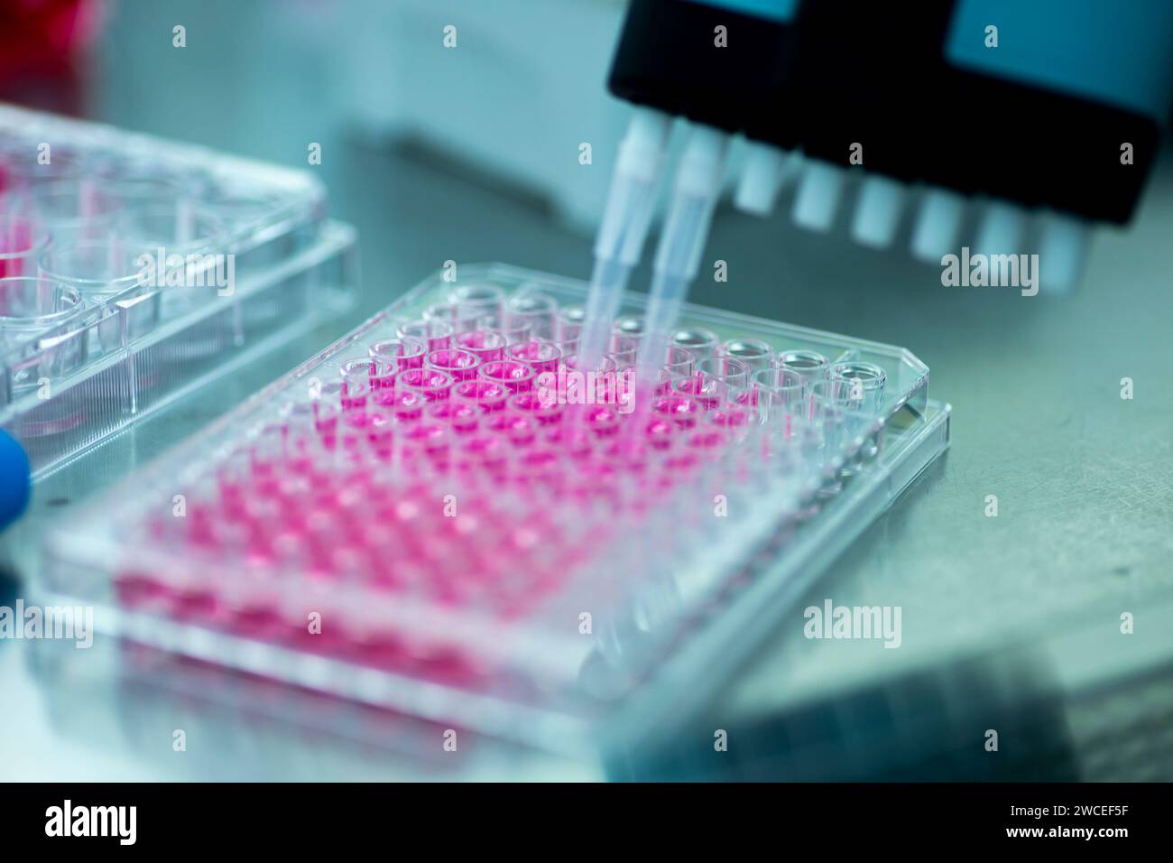 cell culture at the medicine, medical and cell culture laboratory ...