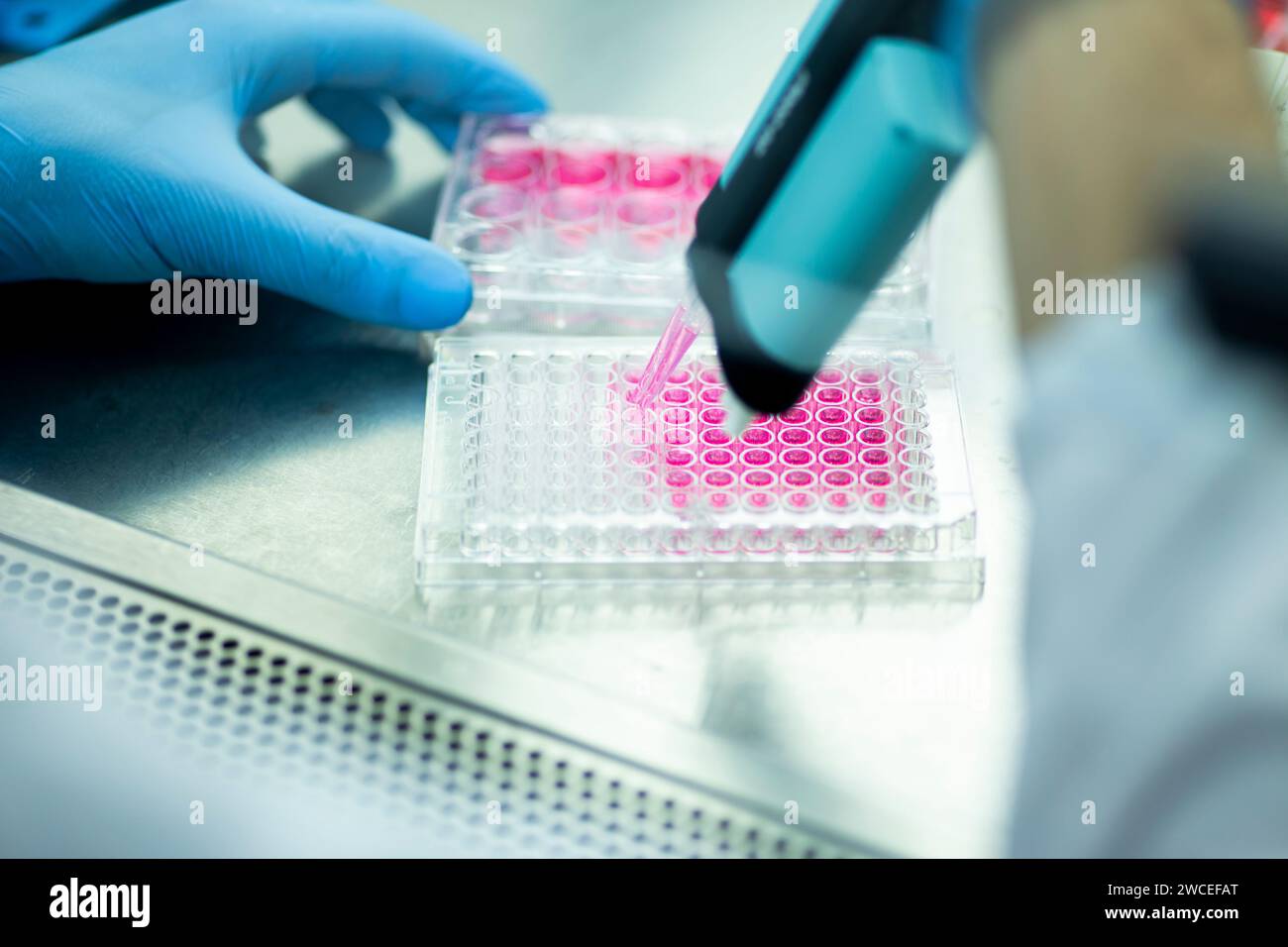 cell culture at the medicine, medical and cell culture laboratory ...