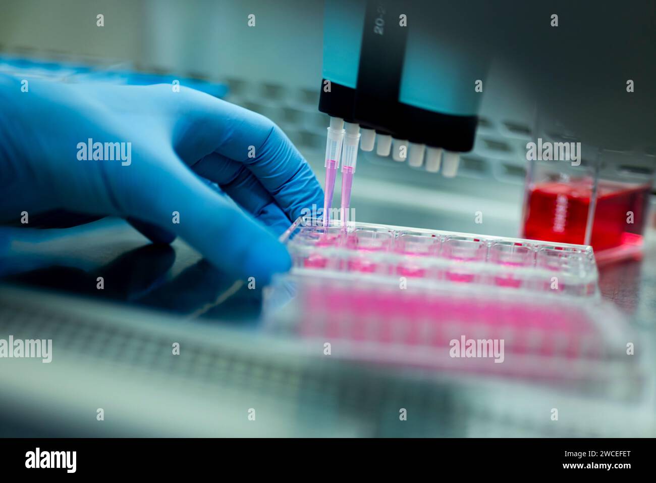 cell culture at the medicine, medical and cell culture laboratory ...