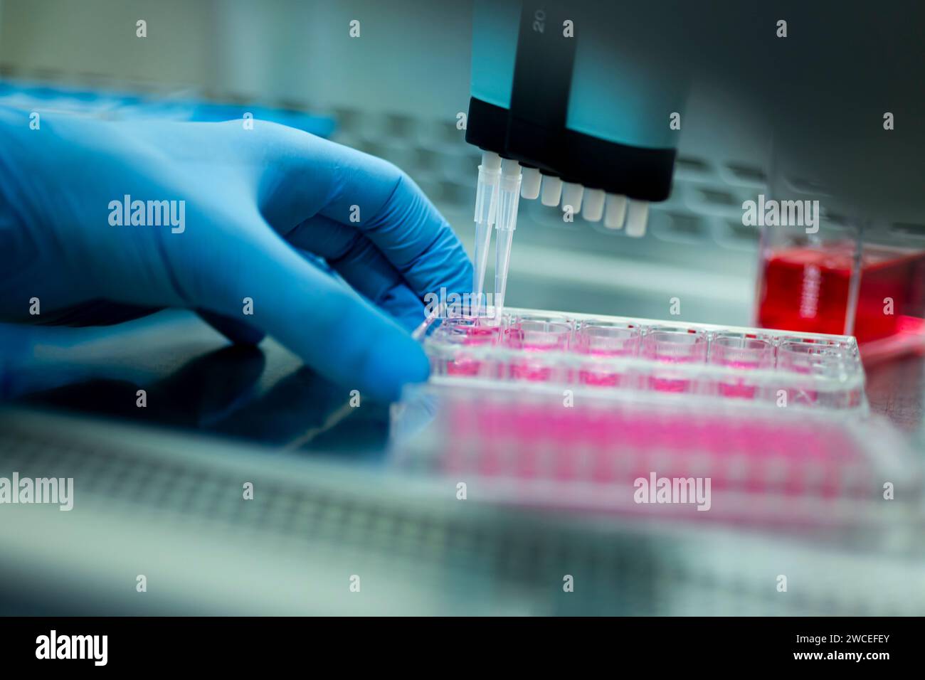 cell culture at the medicine, medical and cell culture laboratory ...