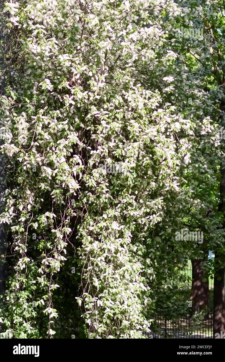 White bird cherry tree white fragrant flowers blossom Stock Photo - Alamy