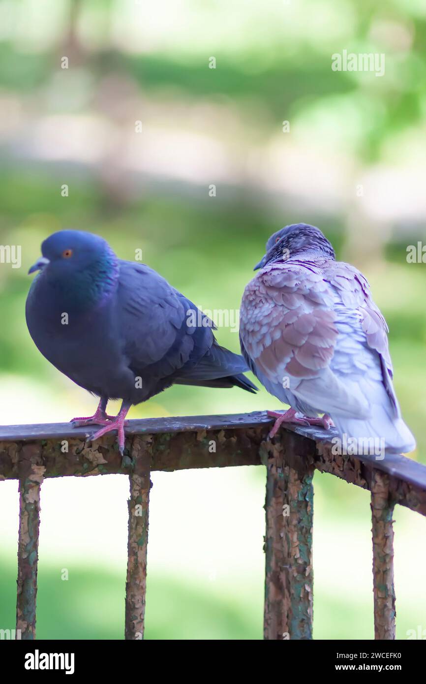 Birds railing balcony animal wildlife hi-res stock photography and ...