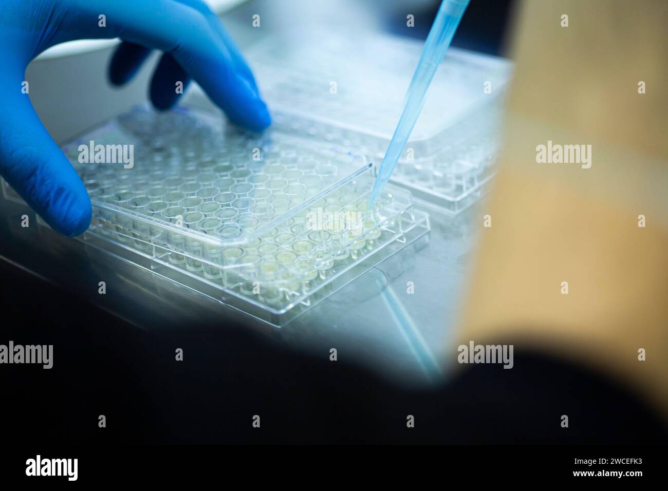 cell culture at the medicine, medical and cell culture laboratory ...