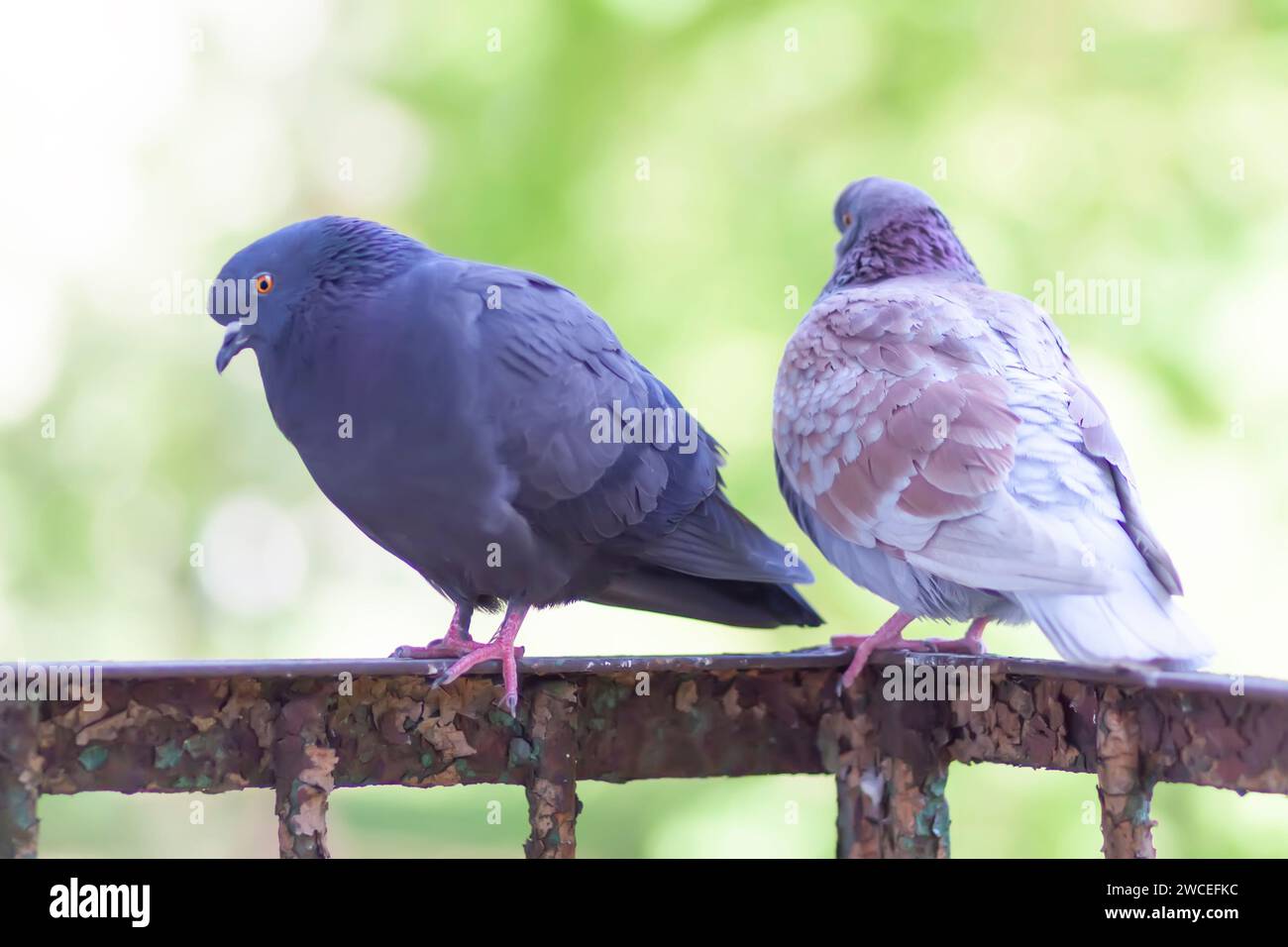 Birds blue railing hi-res stock photography and images - Alamy