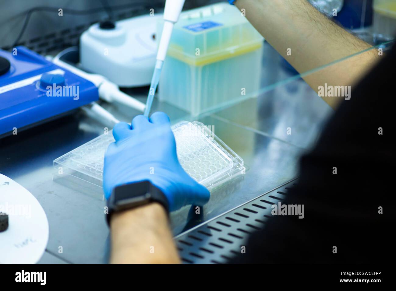 cell culture at the medicine, medical and cell culture laboratory ...