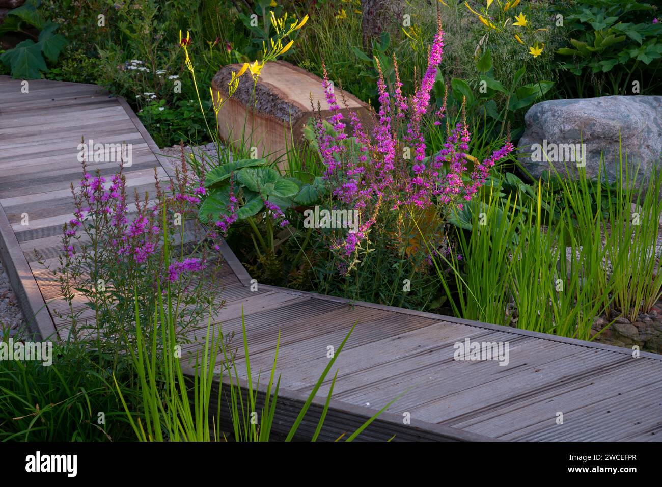 A timber walkway over marginal planting including Lythrum vulgatum ...