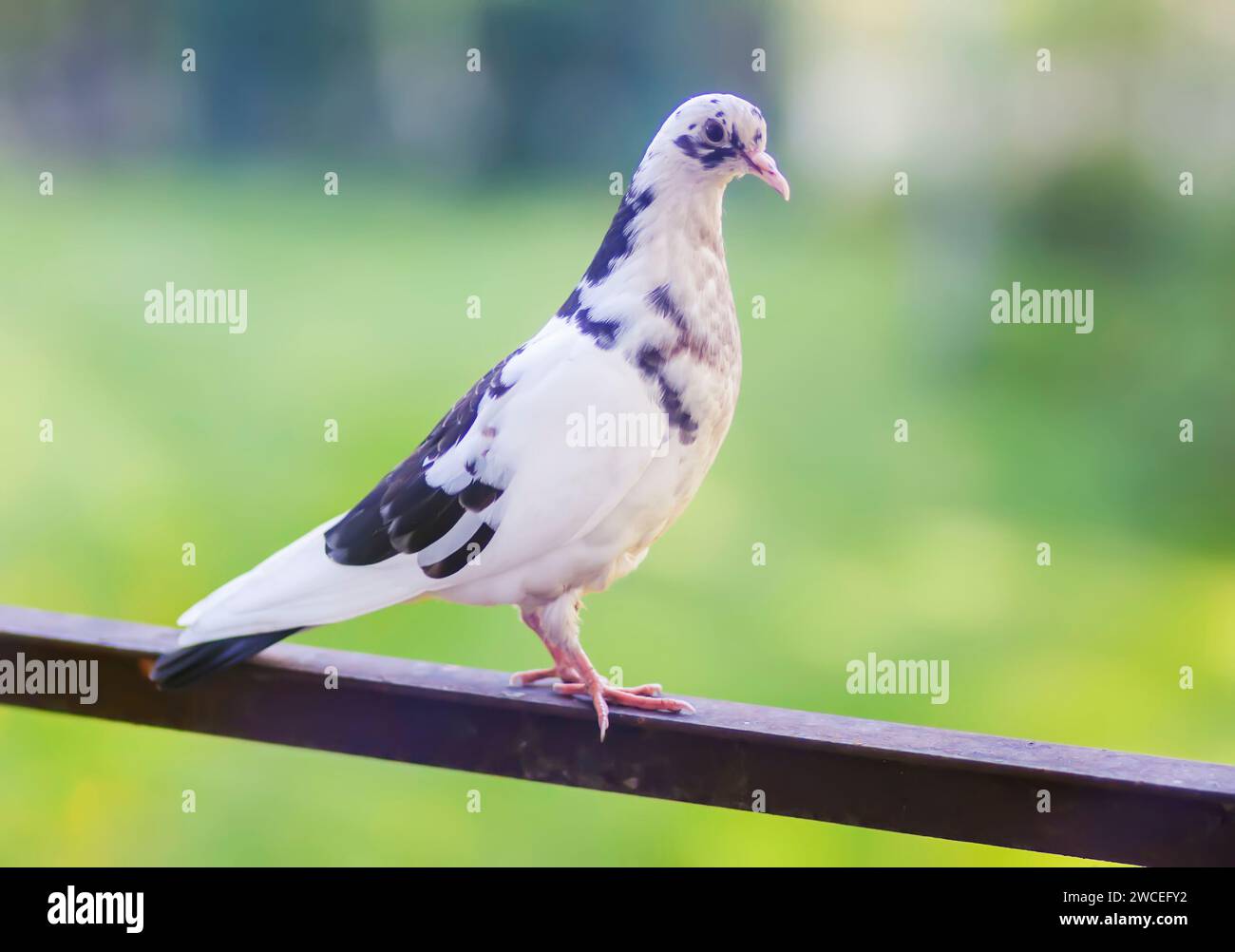 Pigeon bird on the old balcony railing Stock Photo - Alamy
