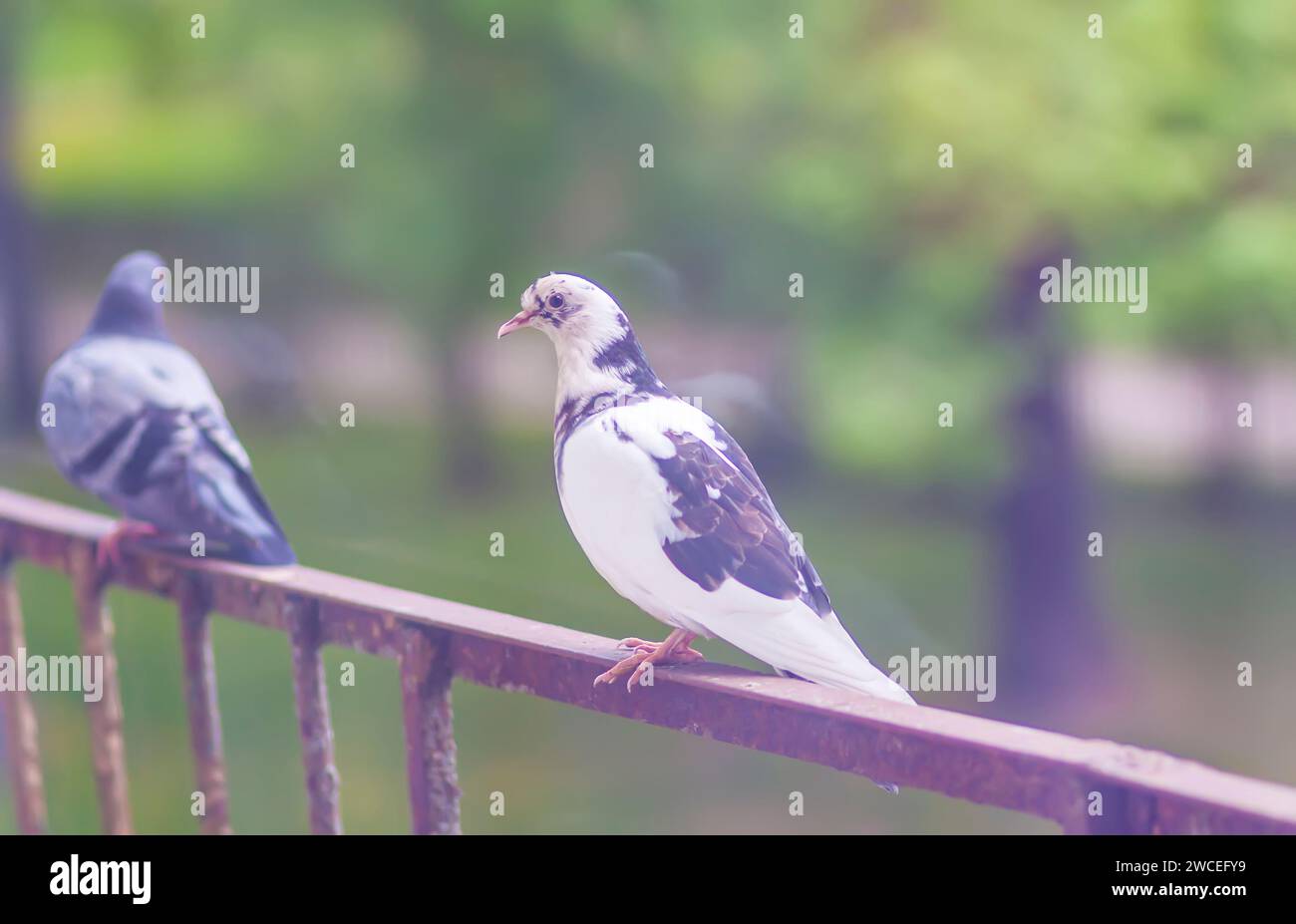 Pigeon birds sitting on the balcony railing Stock Photo - Alamy