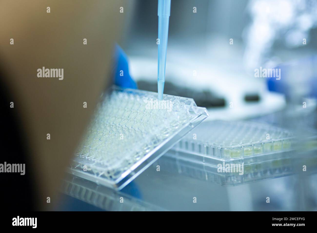 cell culture at the medicine, medical and cell culture laboratory ...
