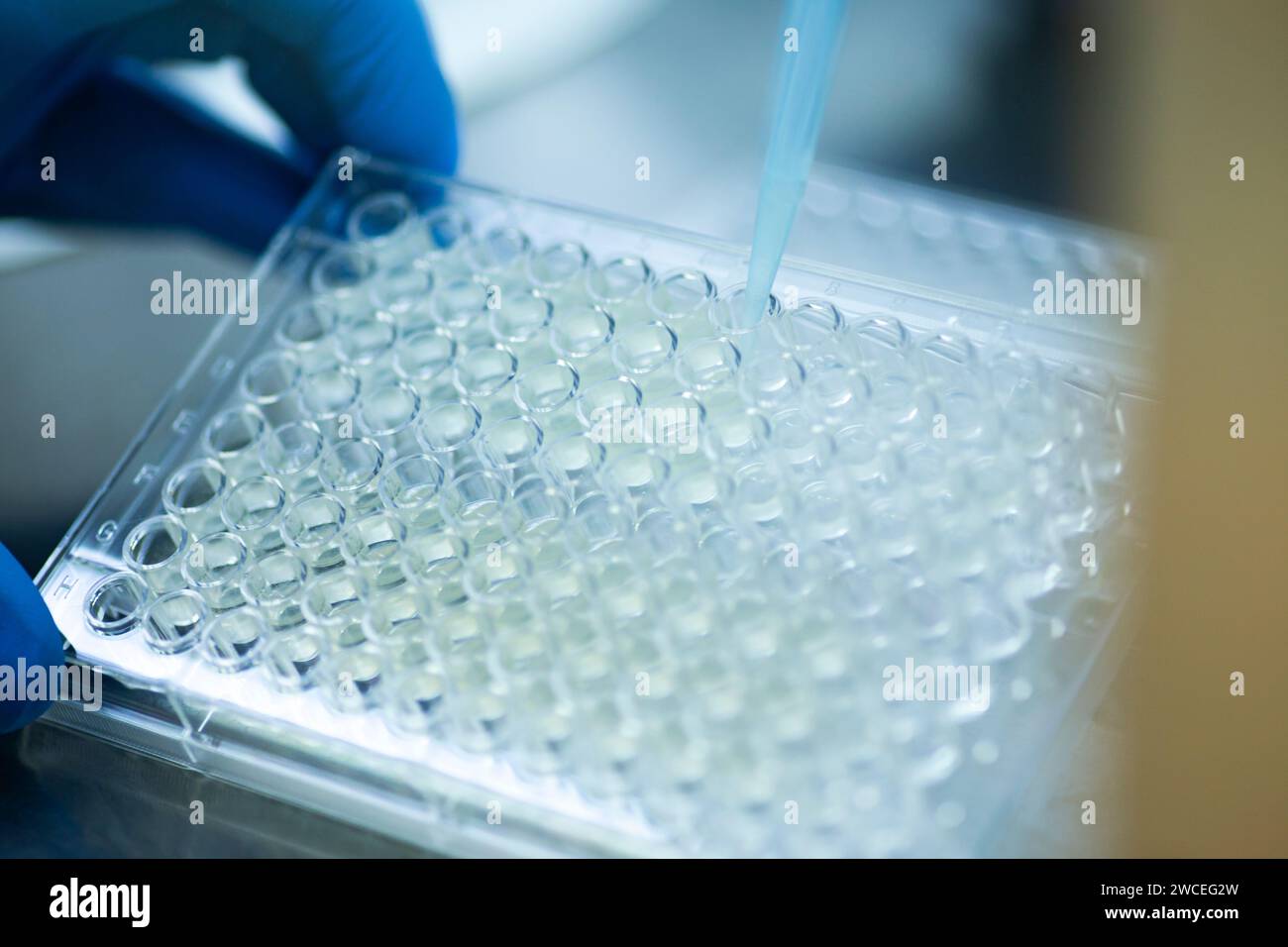 cell culture at the medicine, medical and cell culture laboratory ...