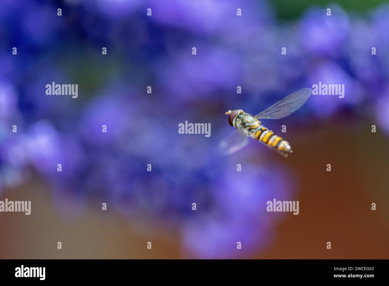 Lavendula jardin hi-res stock photography and images - Alamy