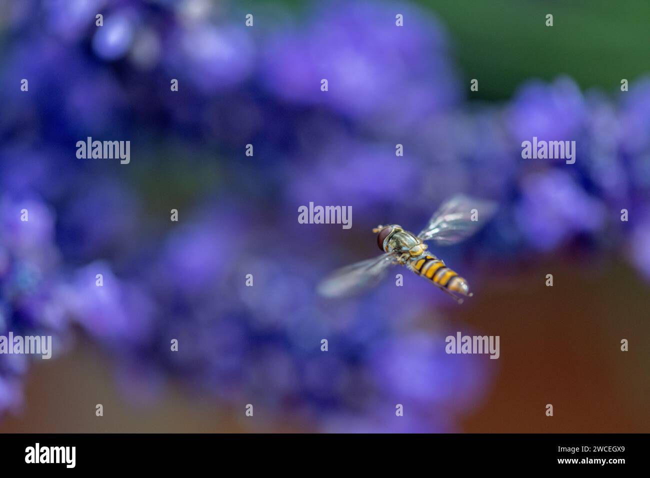 Hover fly flying near a lavender / lavendula flower with a soft bokeh ...
