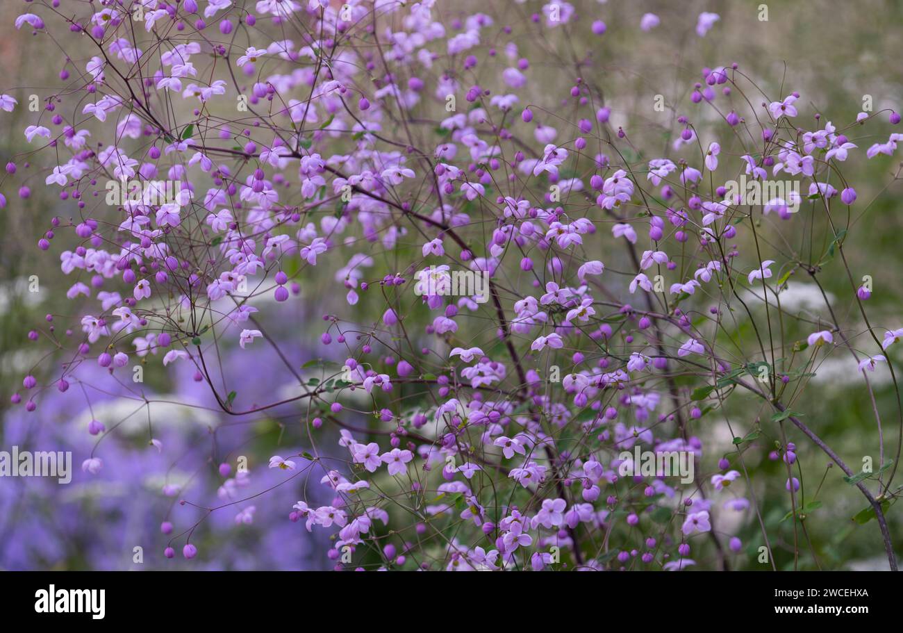 Thalictrum "Elin" in the Inconic Agricultural Hero Garden designed by ...