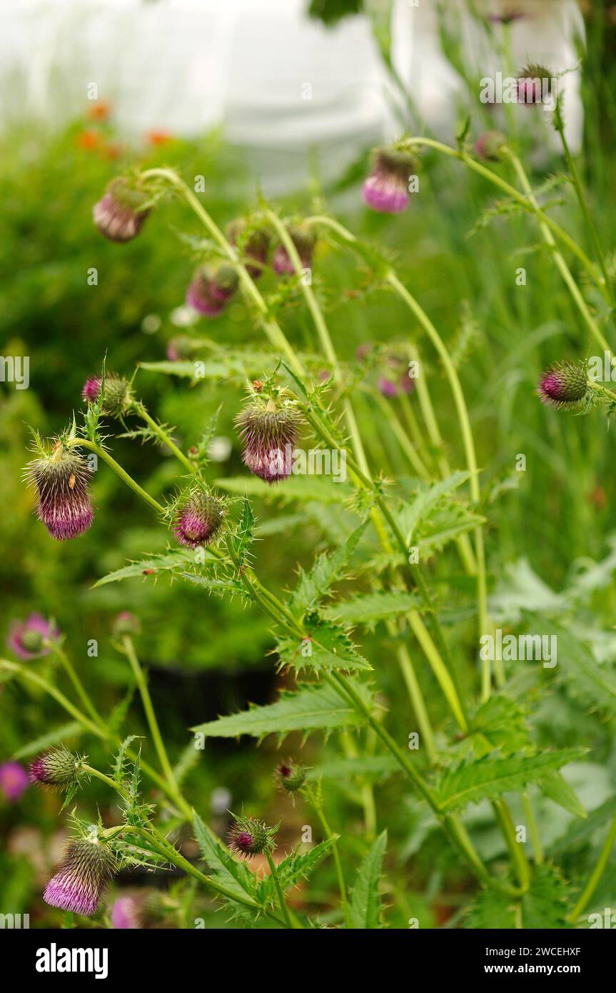 Xiling xueshan hi-res stock photography and images - Alamy