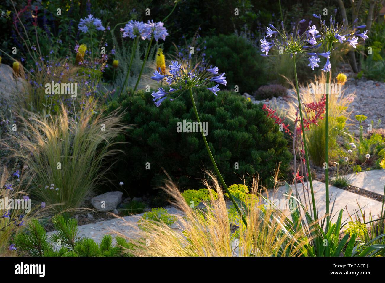 Agapanthus, Kniphofia and ornamental grasses in the dry garden in The ...