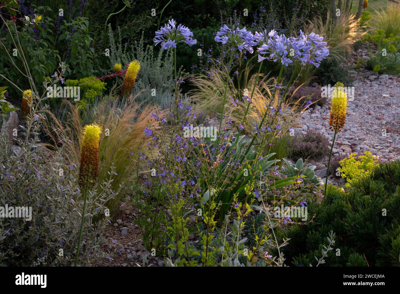 Agapanthus, Kniphofia and ornamental grasses in the dry garden in The ...