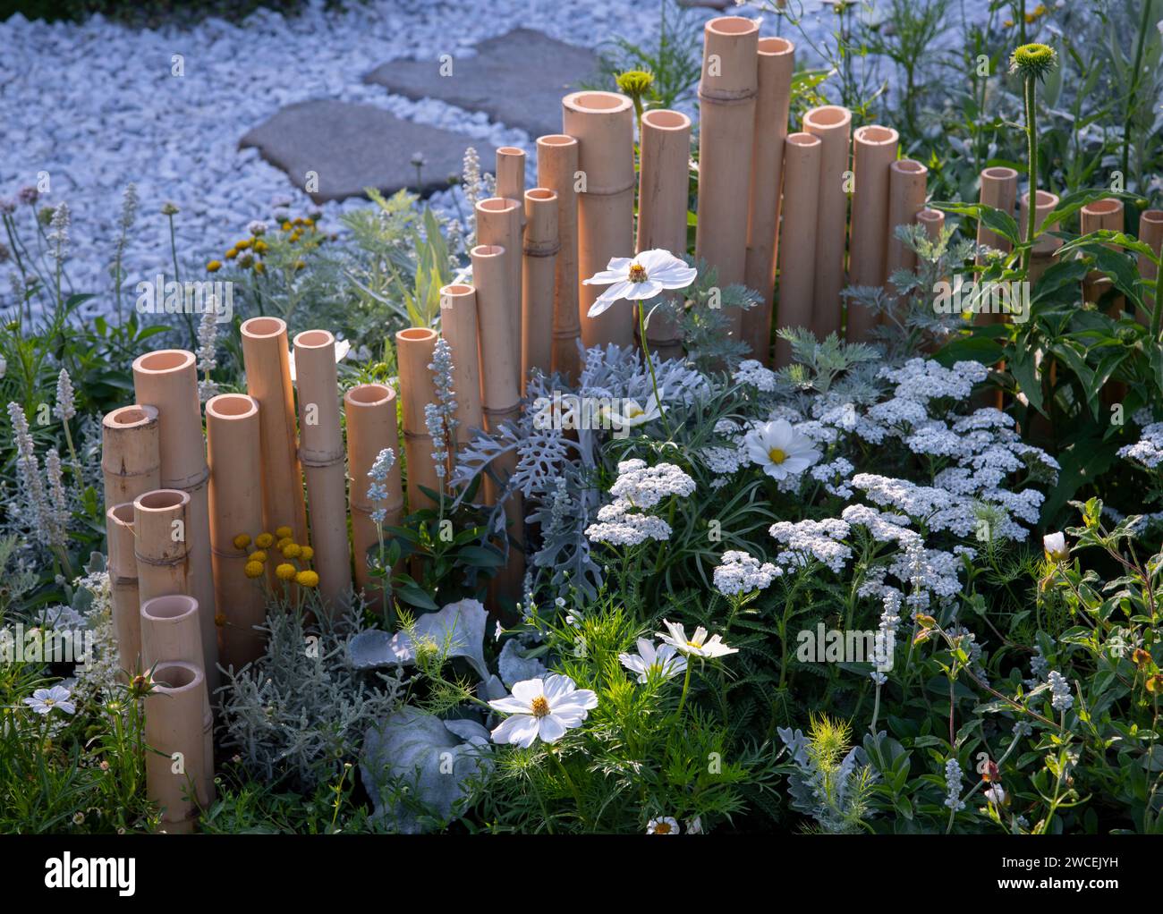 A close-up of Achillea millefolium 'White Beauty' and Cosmos bipinnatus ...