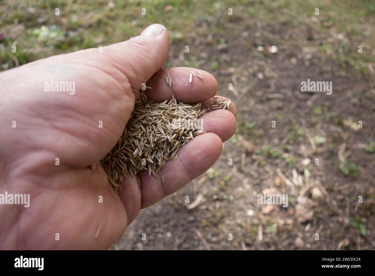 the lawn most basic in garden design and living architecture the lawn ...