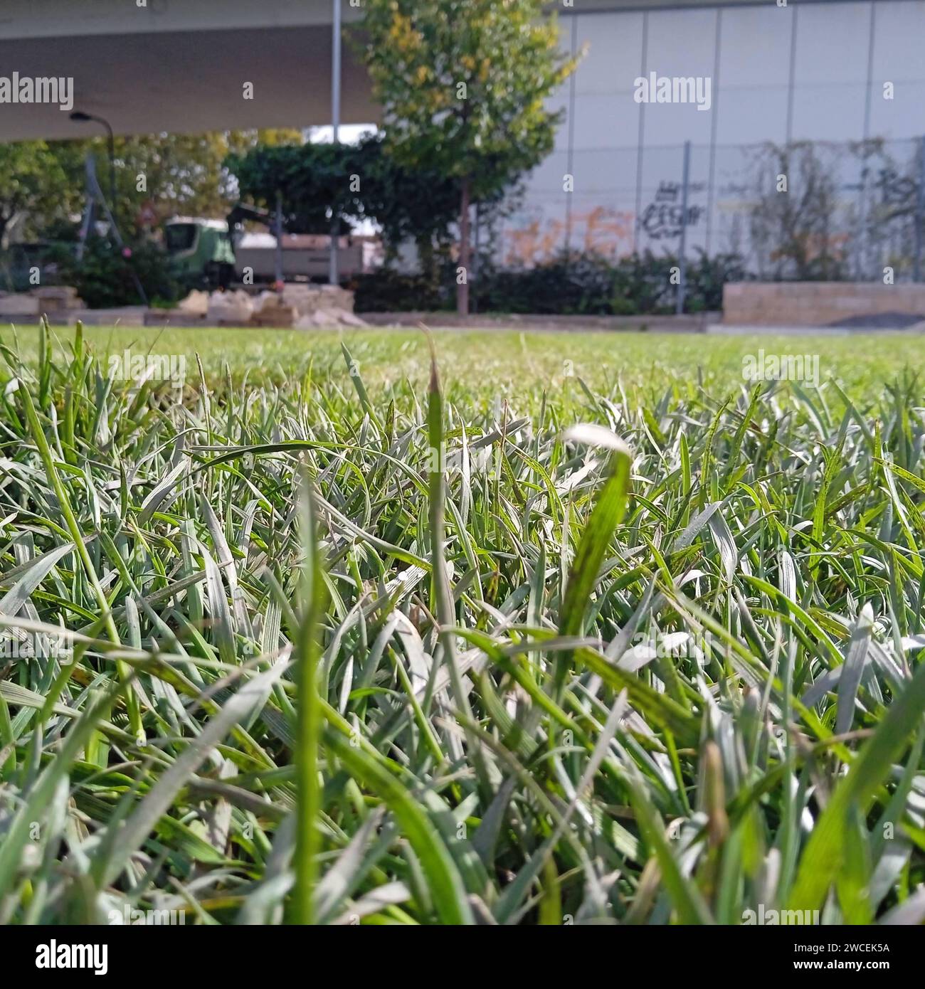 the lawn most basic in garden design and living architecture the lawn ...