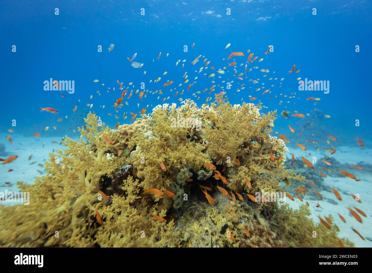 Tiny colorful reef fish, Antias, swim over beautiful healthy coral reef ...