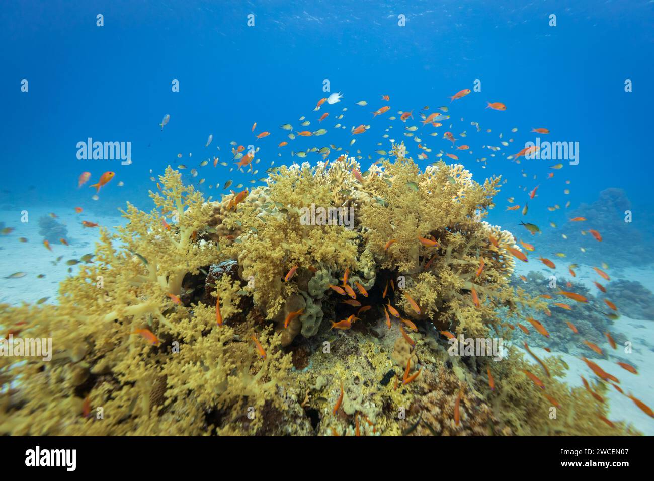 Tiny colorful reef fish, Antias, swim over beautiful healthy coral reef ...