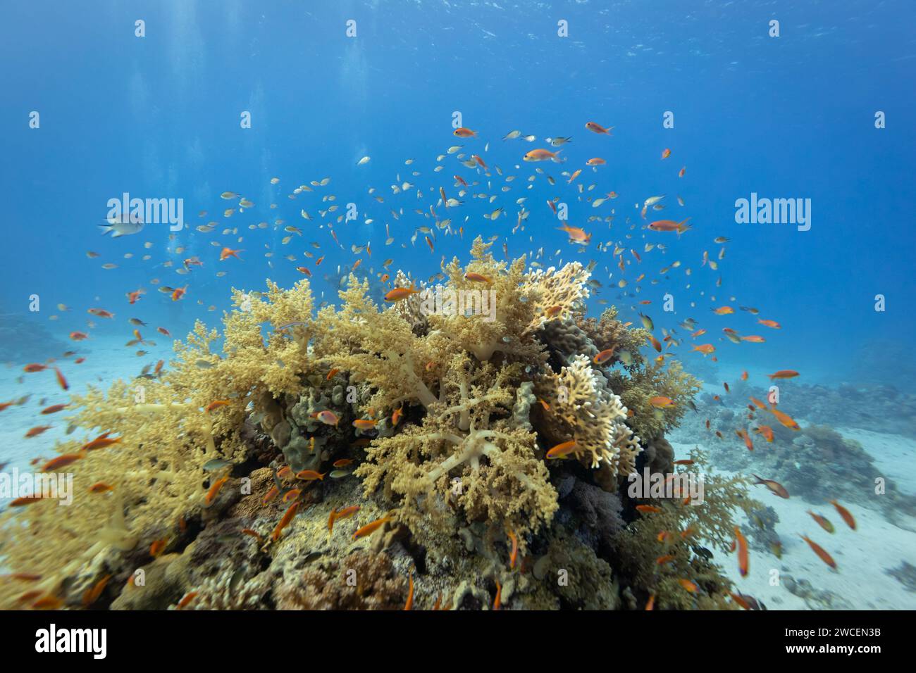 Tiny colorful reef fish, Antias, swim over beautiful healthy coral reef ...