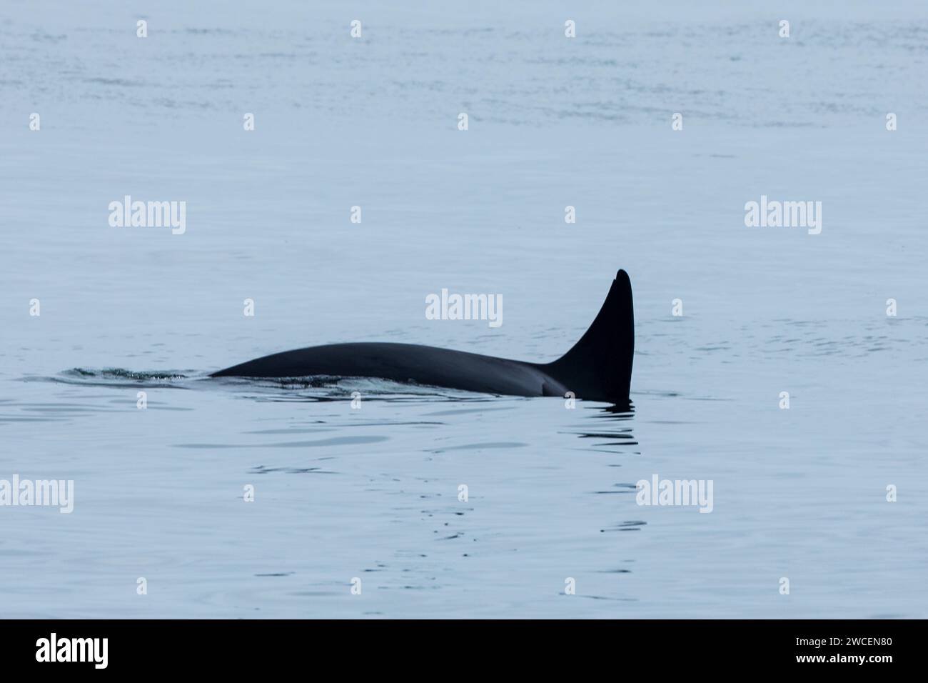 Tall black fins of killer whales break the surface of blue gray ocean ...