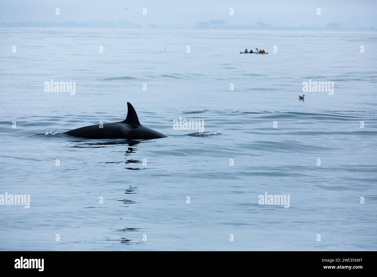 Whale watching Monterey Bay Stock Photo - Alamy