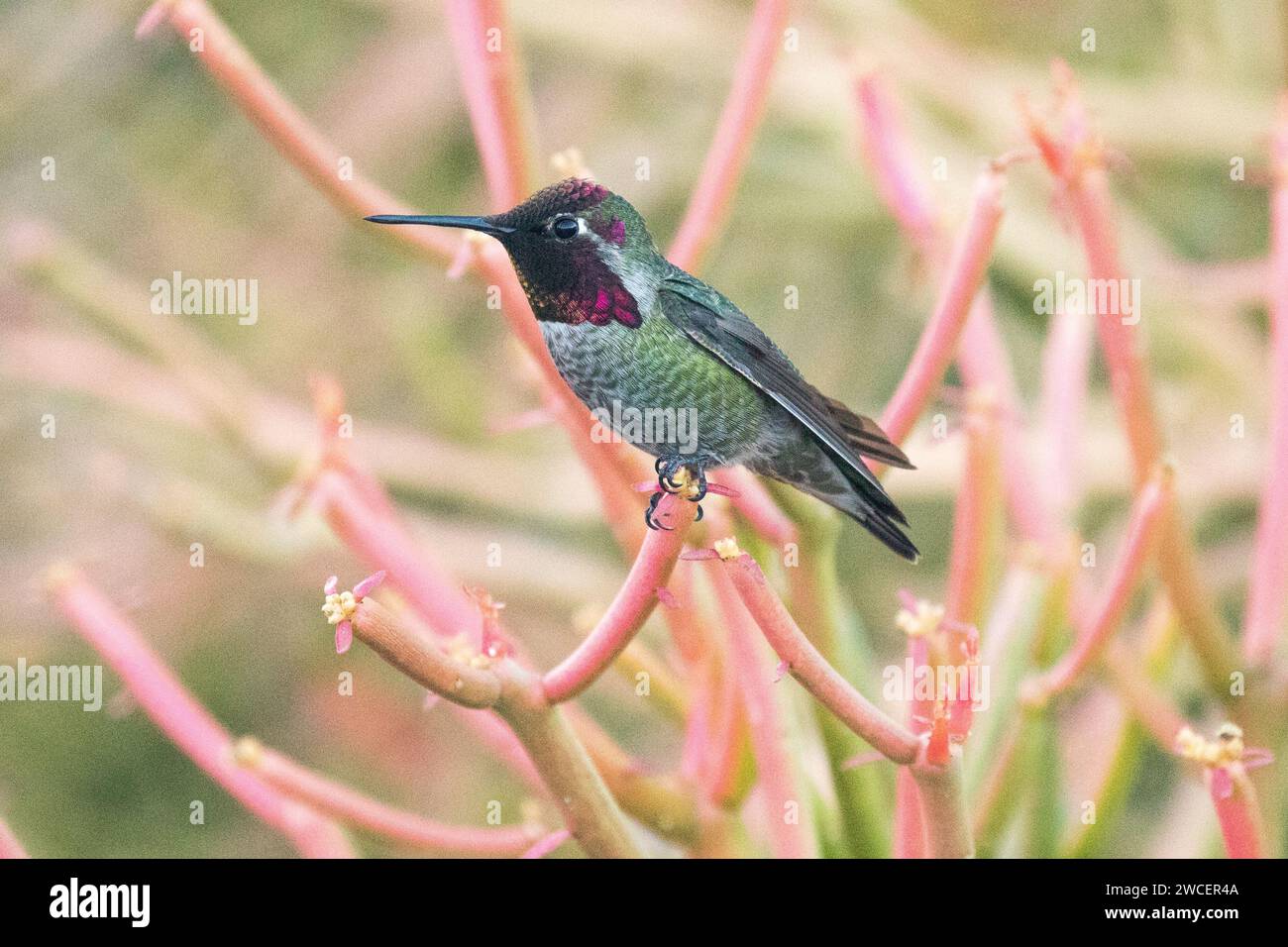 Firestick hi-res stock photography and images - Alamy