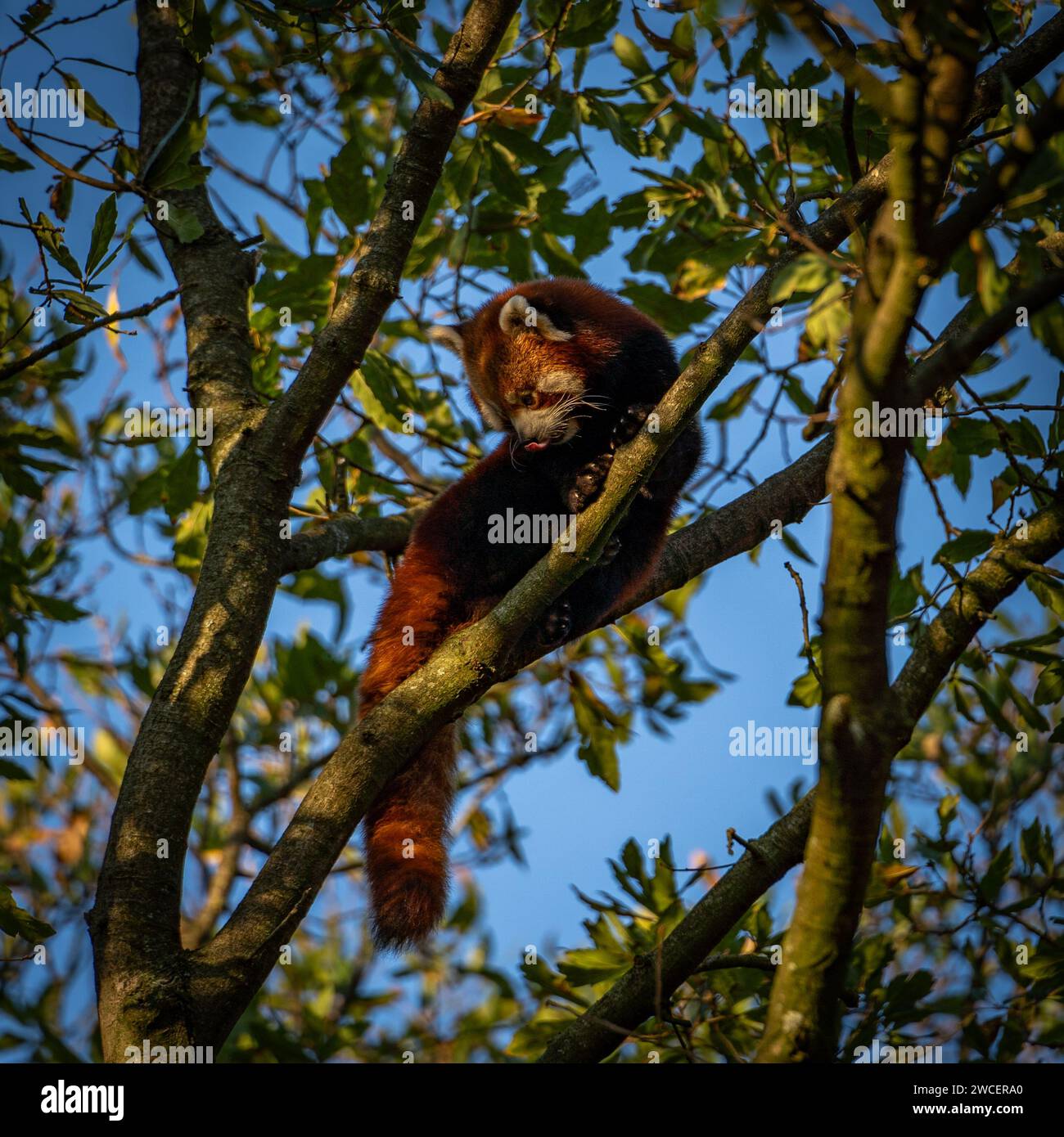 An adorable monkey in the Zoo of Rotterdam the Netherlands Stock Photo ...