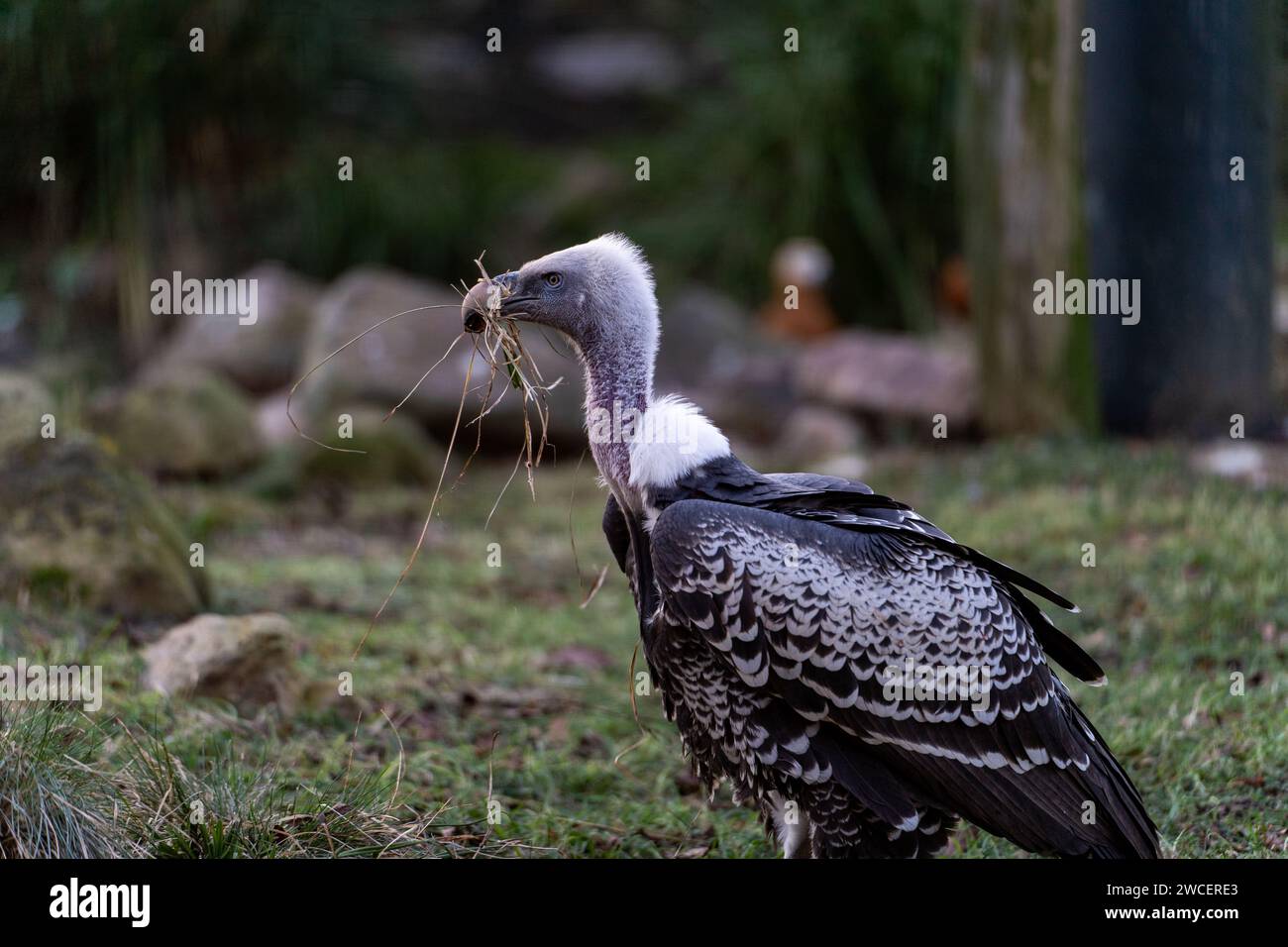 A majestic avian creature in the Zoo of Rotterdam the Netherlands Stock ...