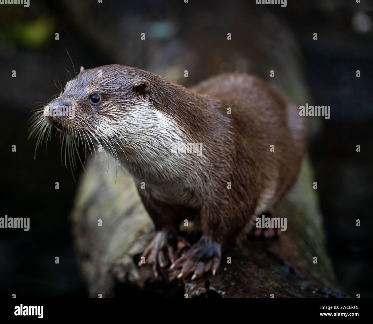 A charming brown otter in the Zoo of Rotterdam the Netherlands Stock ...