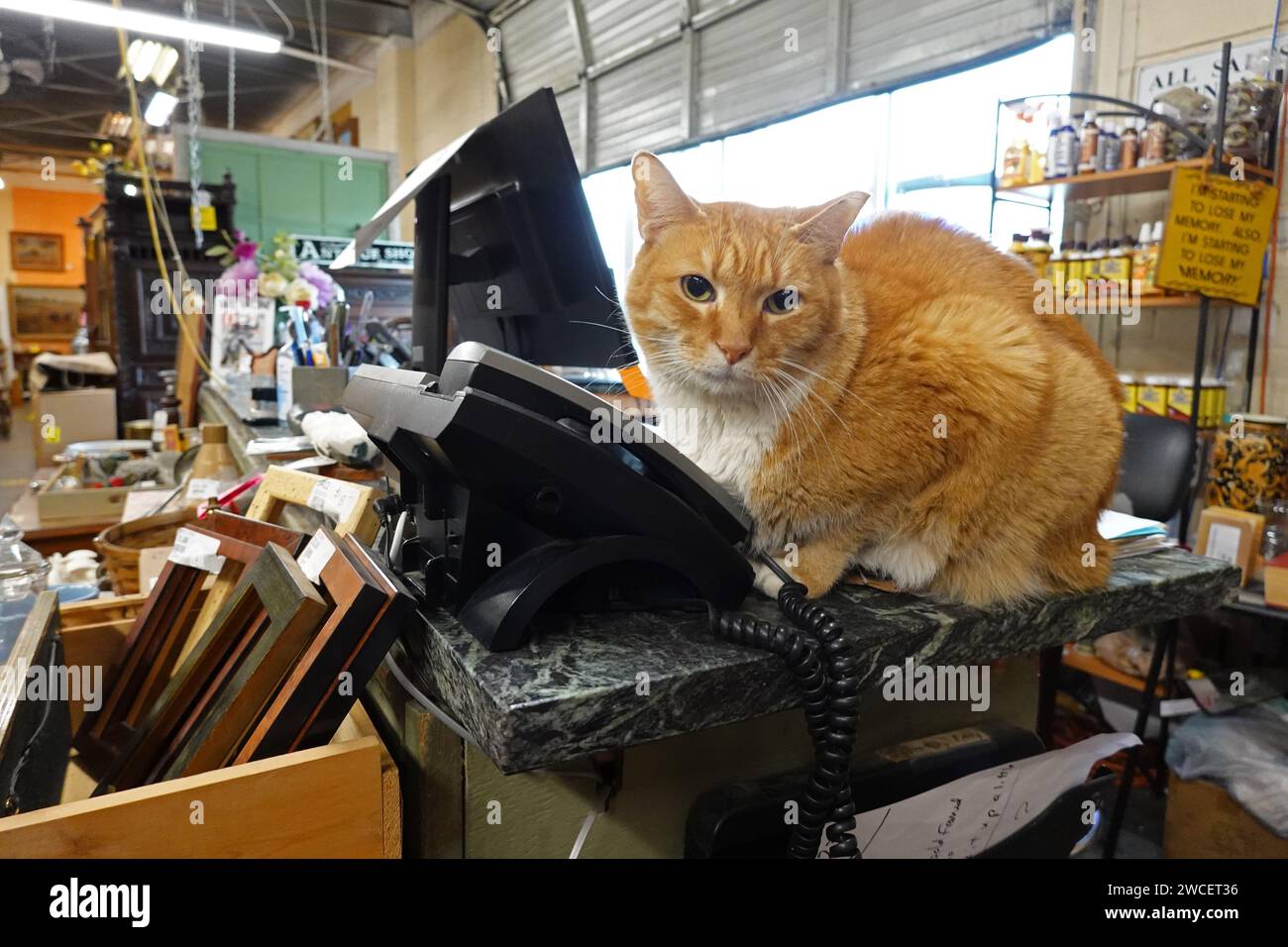 An orange and white tabby cat sits on a desk of an antqiue store ...