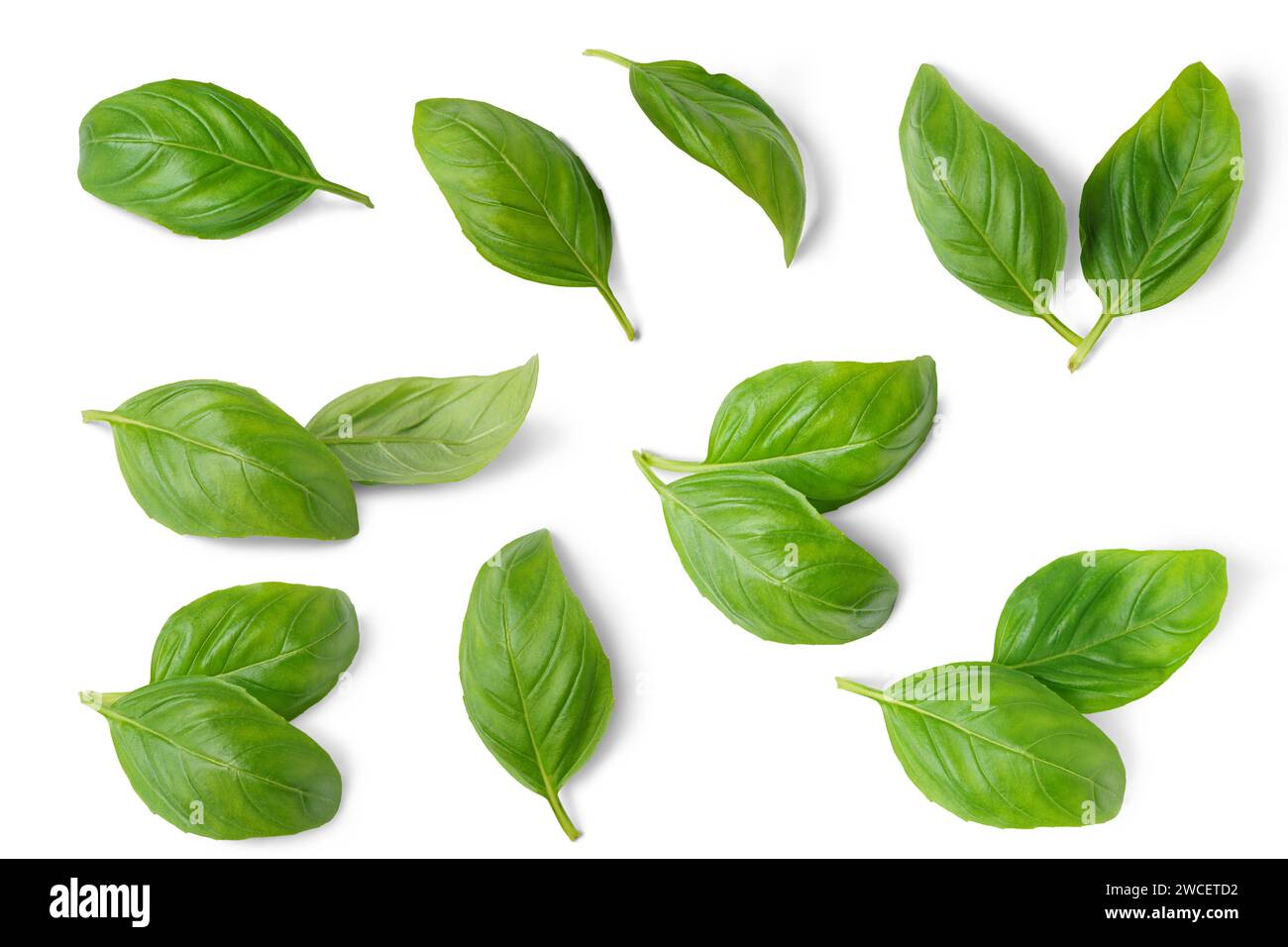 Basil leaves isolated on white background. Set, collection of different position basil green ...