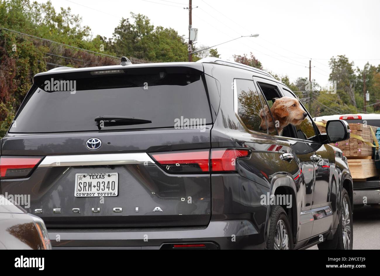 A dog riding in a black Toyota Sequoia SUV with its head out the rear ...