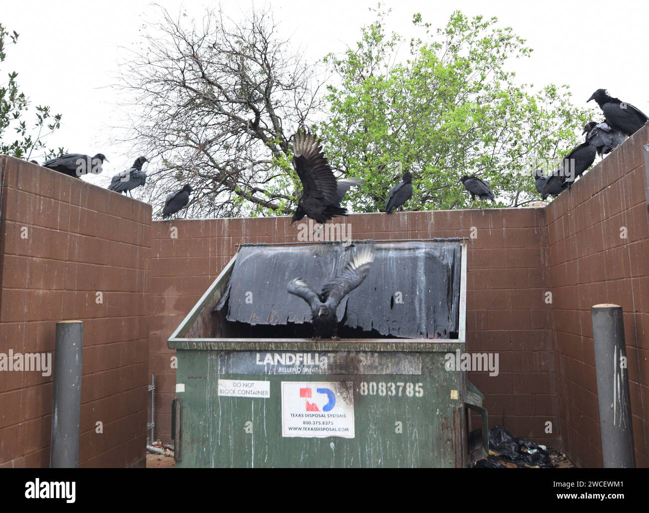 Birds at trash dumpster hi-res stock photography and images - Alamy