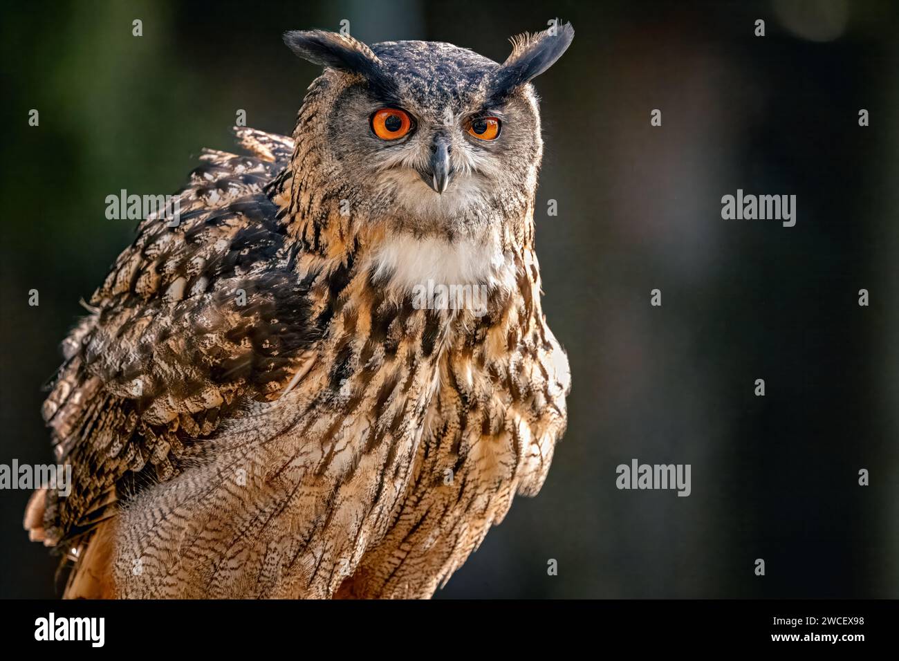 A magnificent owl perches gracefully on a sturdy branch, surveying its ...