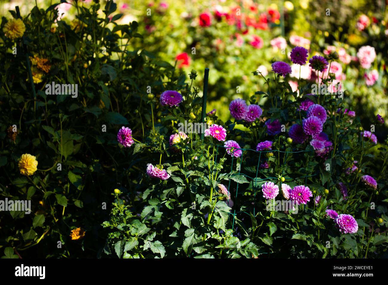 Colorful buds of blooming flowers in a botanical garden in sunny day ...