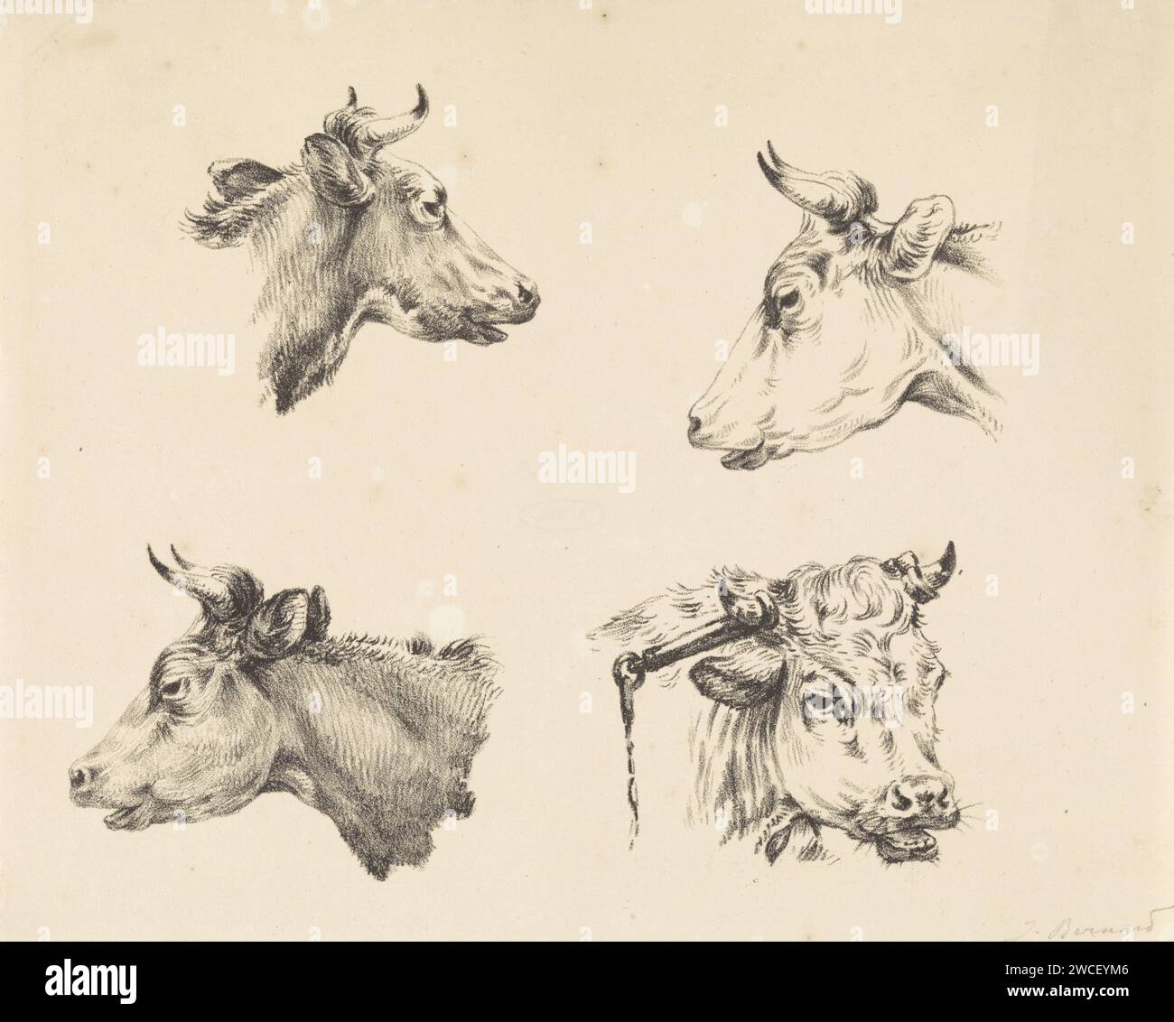 Four Bulls Heads, Jean Bernard, 1809 - 1833 print The top two bulls are ...