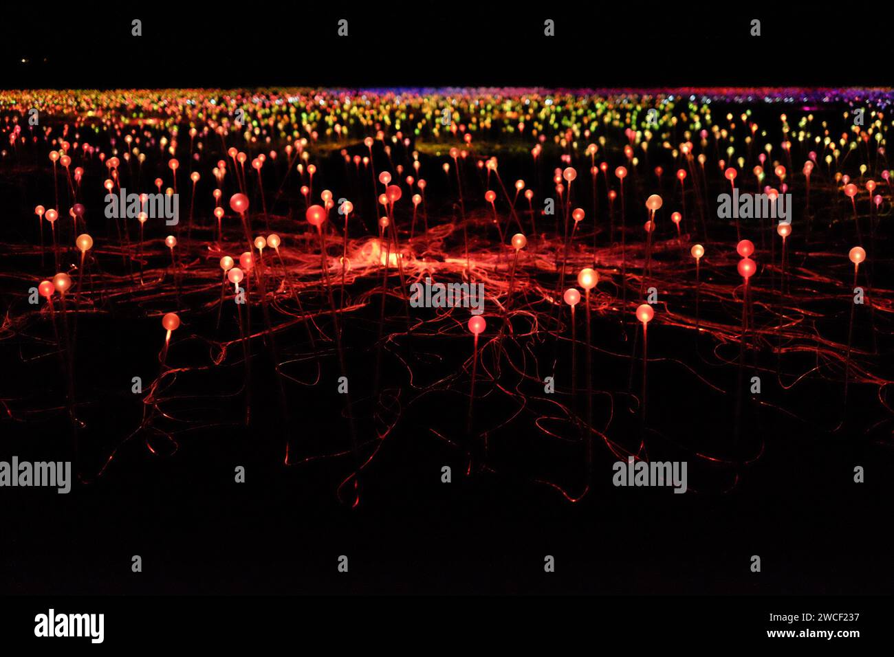 The many coloured lights, red, green, yellow, purple of Field of Light ...