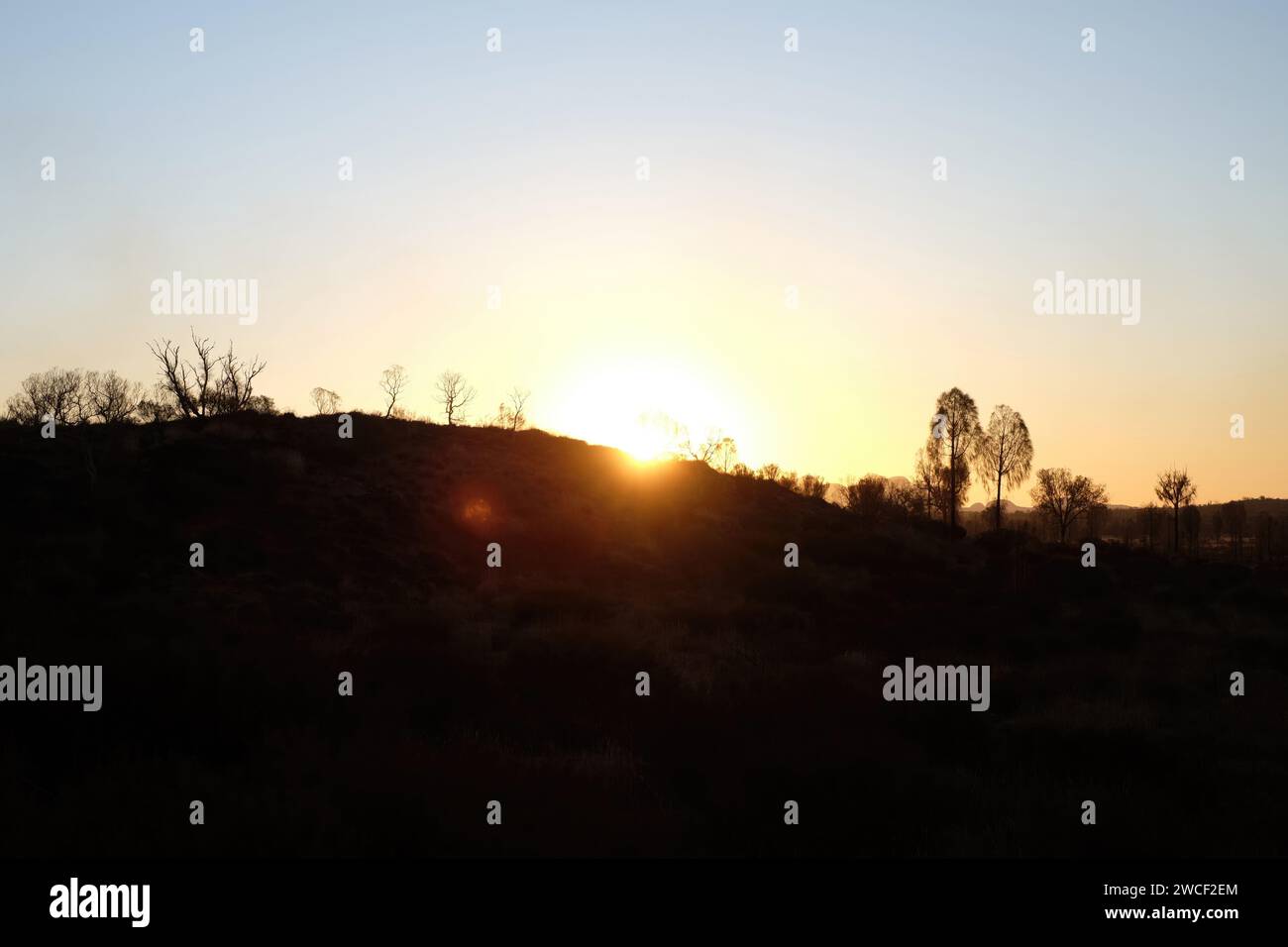 Rolling red dunes of outback scrub and Desert Oaks in a sunset ...