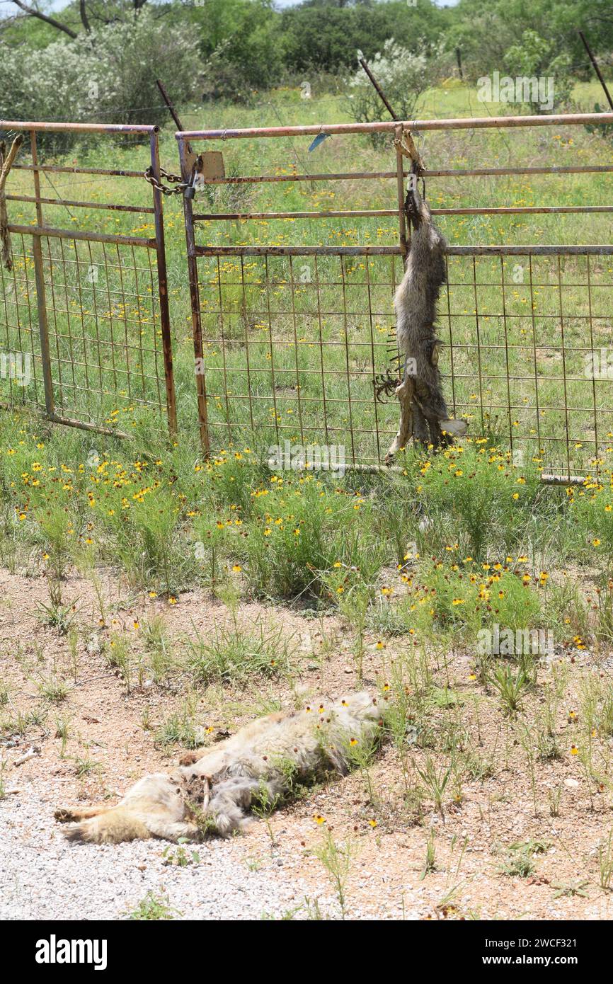Dead coyote hanging on a ranch fence near Cherokee Texas - May 2023 ...