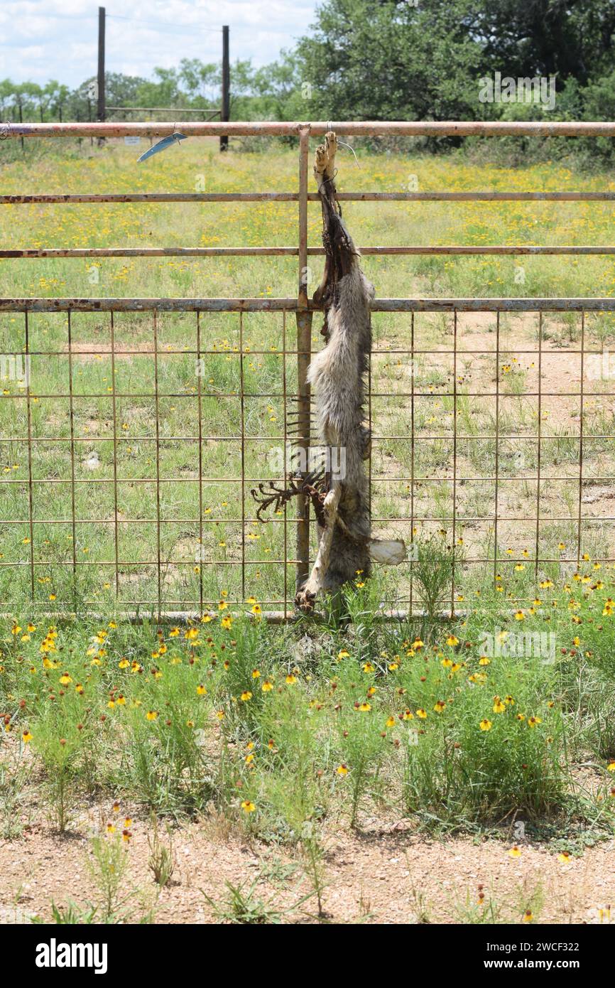 Dead coyote hanging on a ranch fence near Cherokee Texas - May 2023 ...