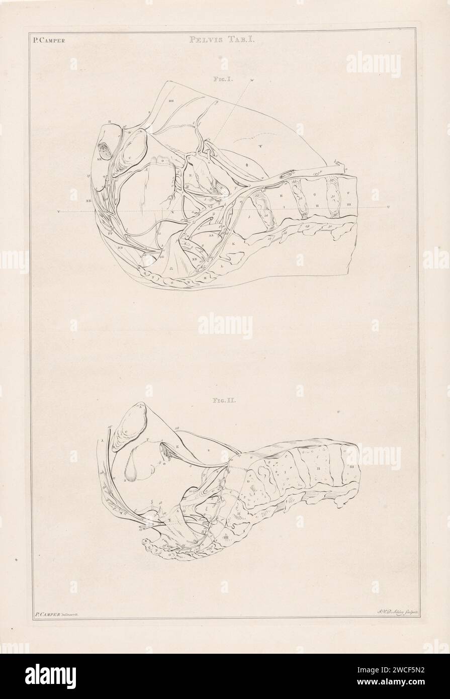 Anatomy van de Pelvis, with numbers, Jacob van der Schley, after Petrus ...