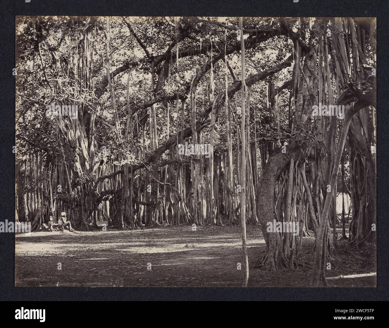 Banyan tree photograph hi-res stock photography and images - Alamy