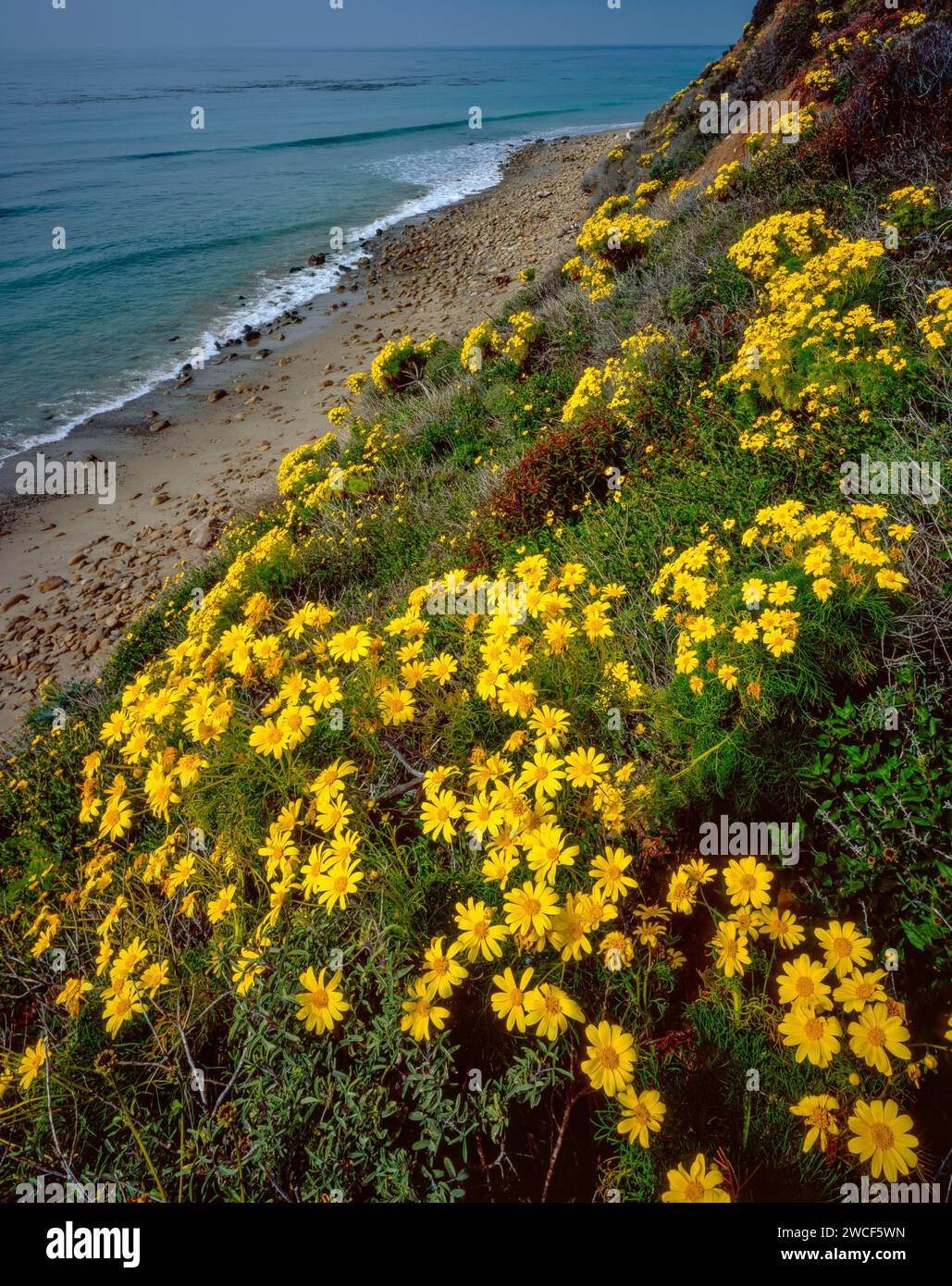 Giant coreopsis flowers hi-res stock photography and images - Alamy
