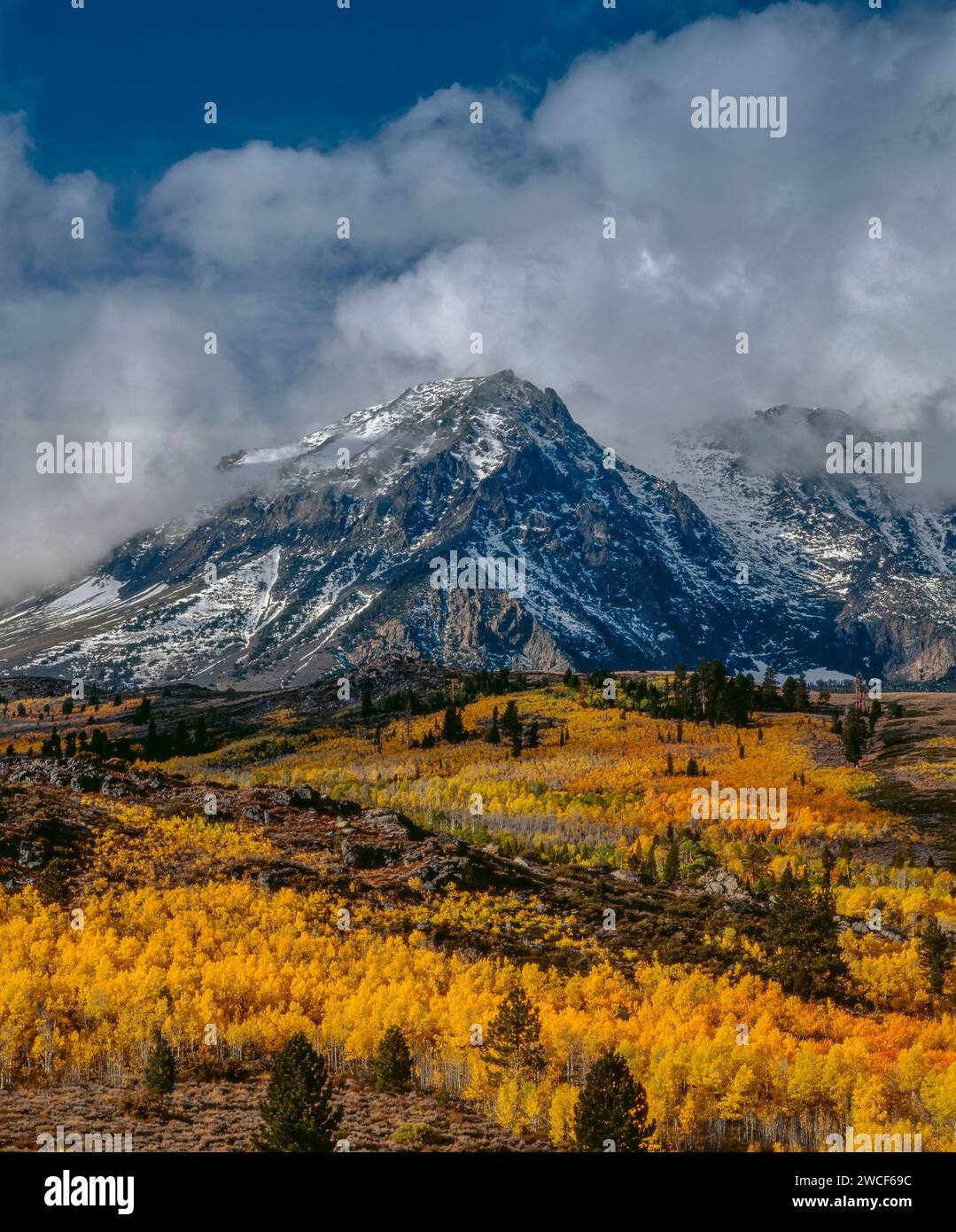 Clearing Storm, Aspens, Mount Wood, Ansel Adams Wilderness, Inyo National Forest, Eastern Sierra ...