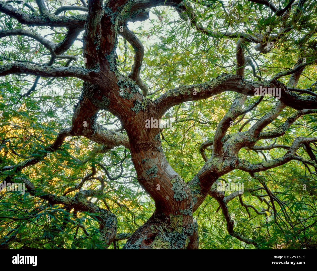 Smooth japanese maple acer palmatum hi-res stock photography and images ...